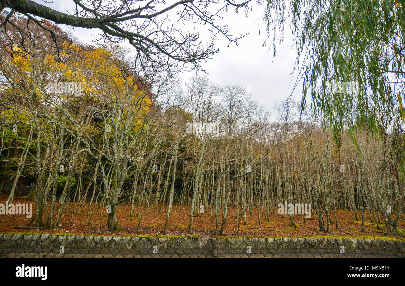 Many trees at autumn park in Nara, Japan Stock Photo - Alamy