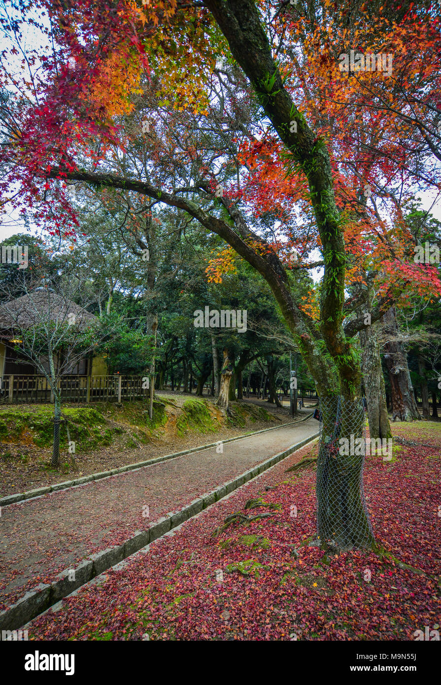 Maple trees at the park in autumn. Nature background Stock Photo - Alamy