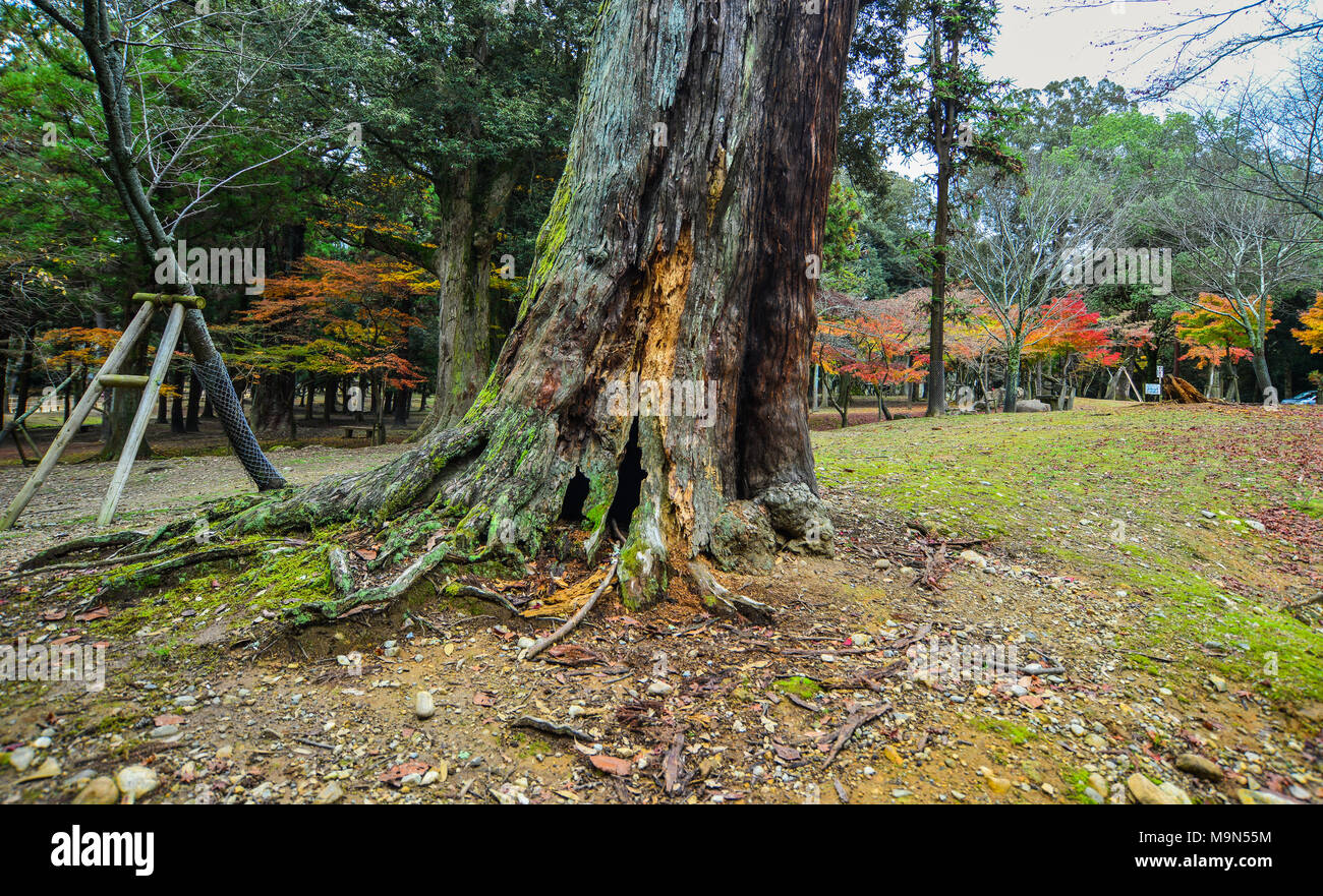 A dead tree with green moss at walking trail in Kyoto, Japan Stock ...