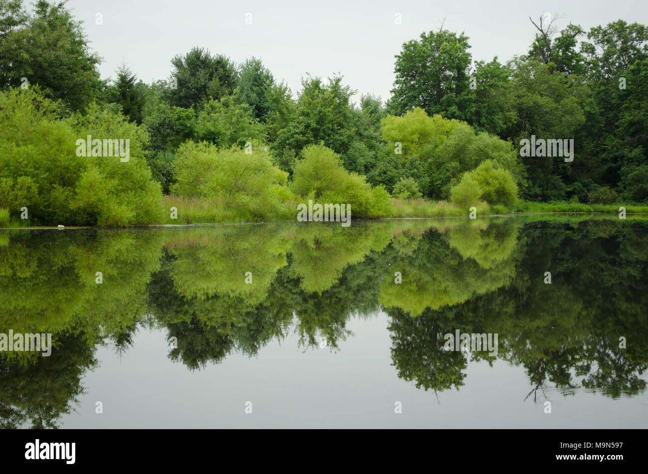 Trees at lake Stock Photo - Alamy