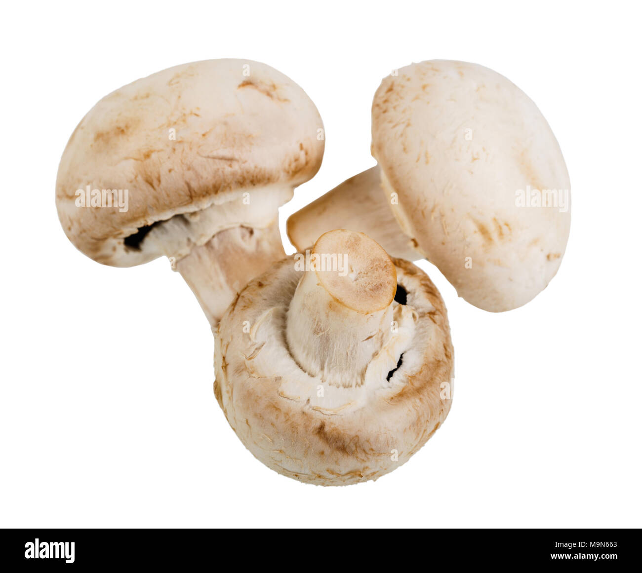 champignon on white background Stock Photo - Alamy