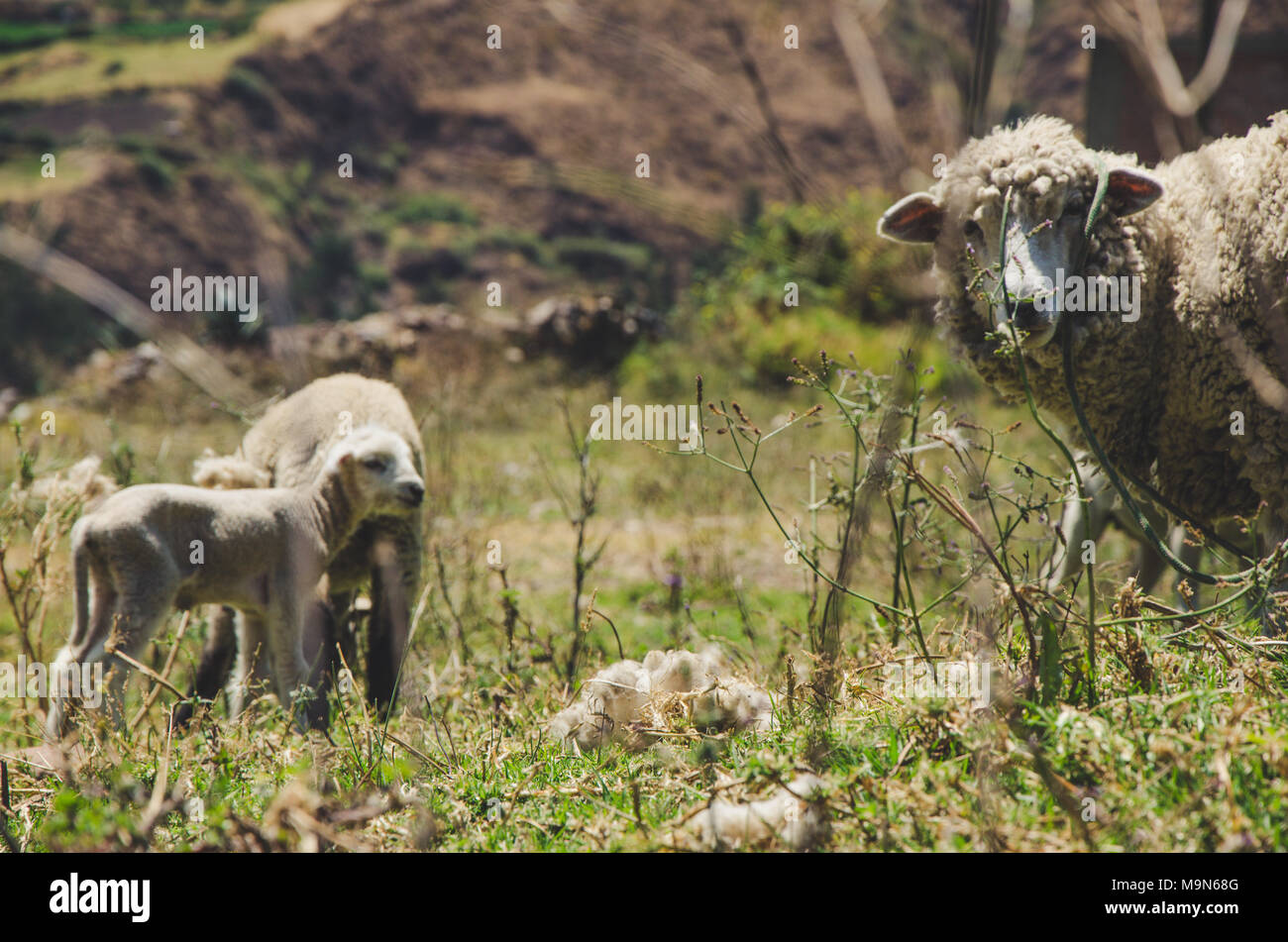 Small sheep hi-res stock photography and images - Alamy