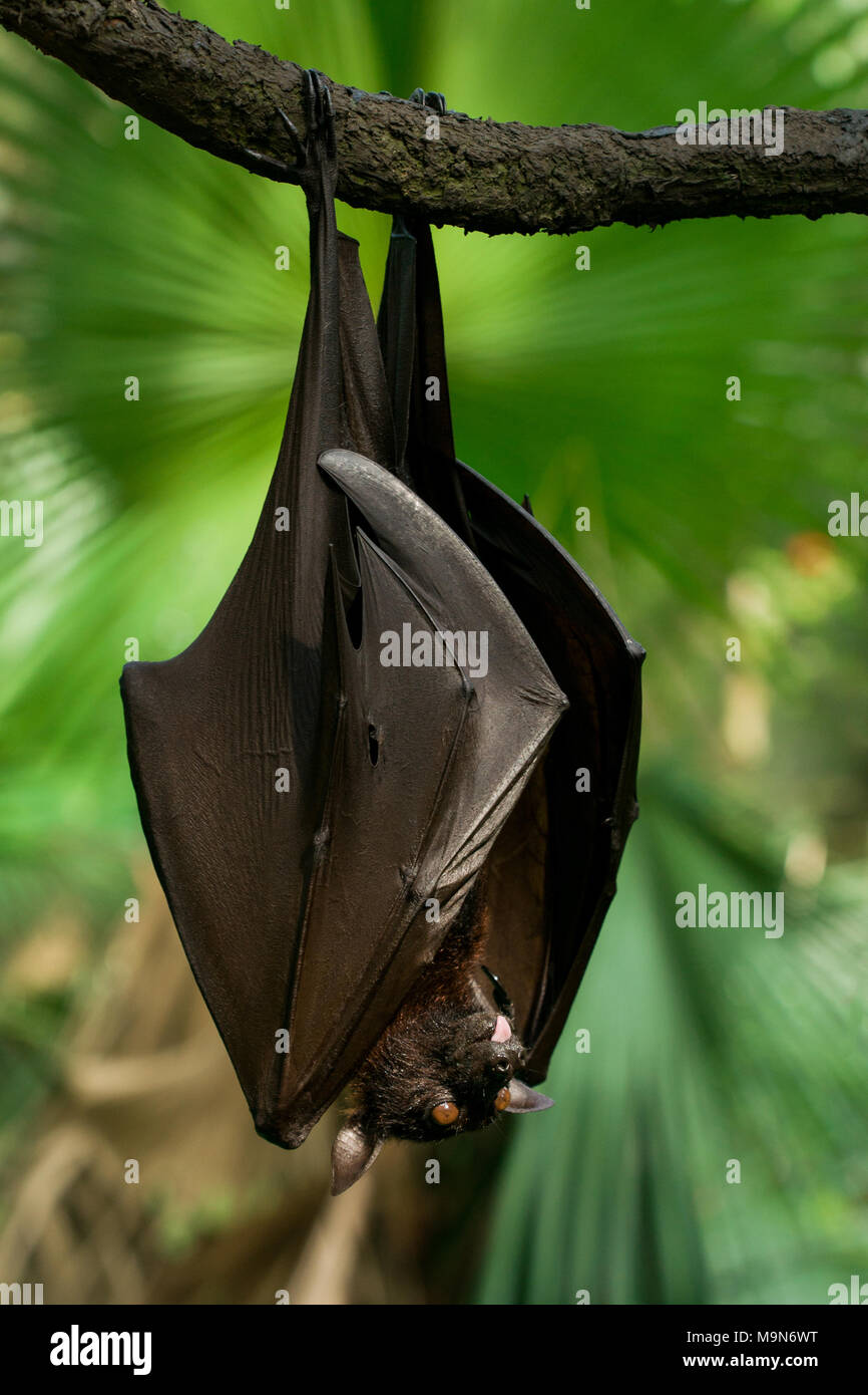 Fox in jungle hi-res stock photography and images - Alamy