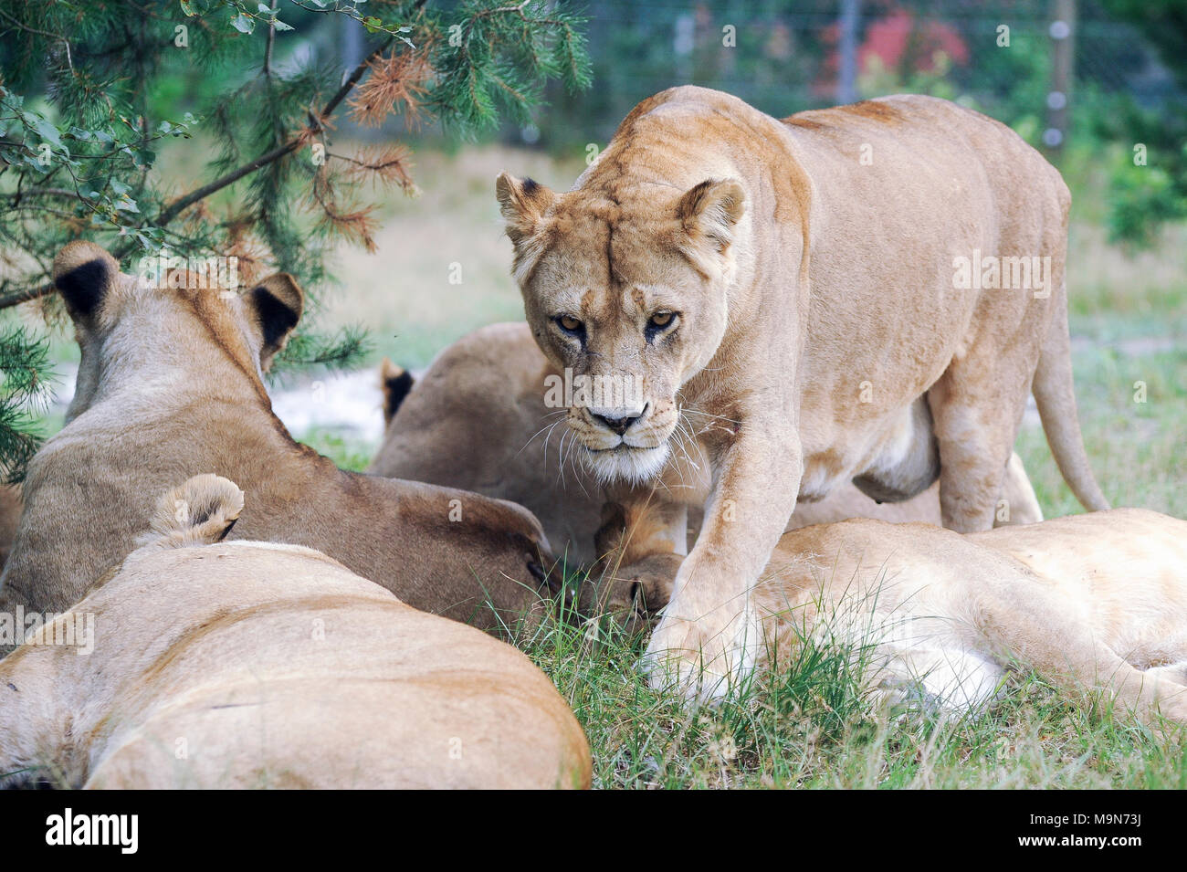 Lion (Panthera leo) in Givskud Zoo in Givskud, Denmark. August 18th ...
