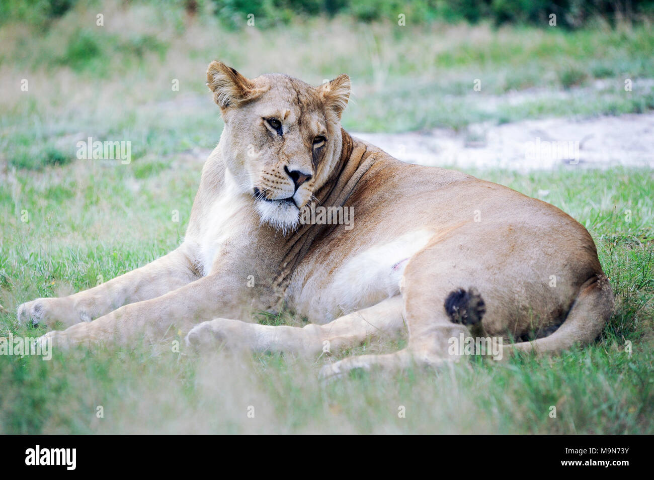 Lion (Panthera leo) in Givskud Zoo in Givskud, Denmark. August 18th ...