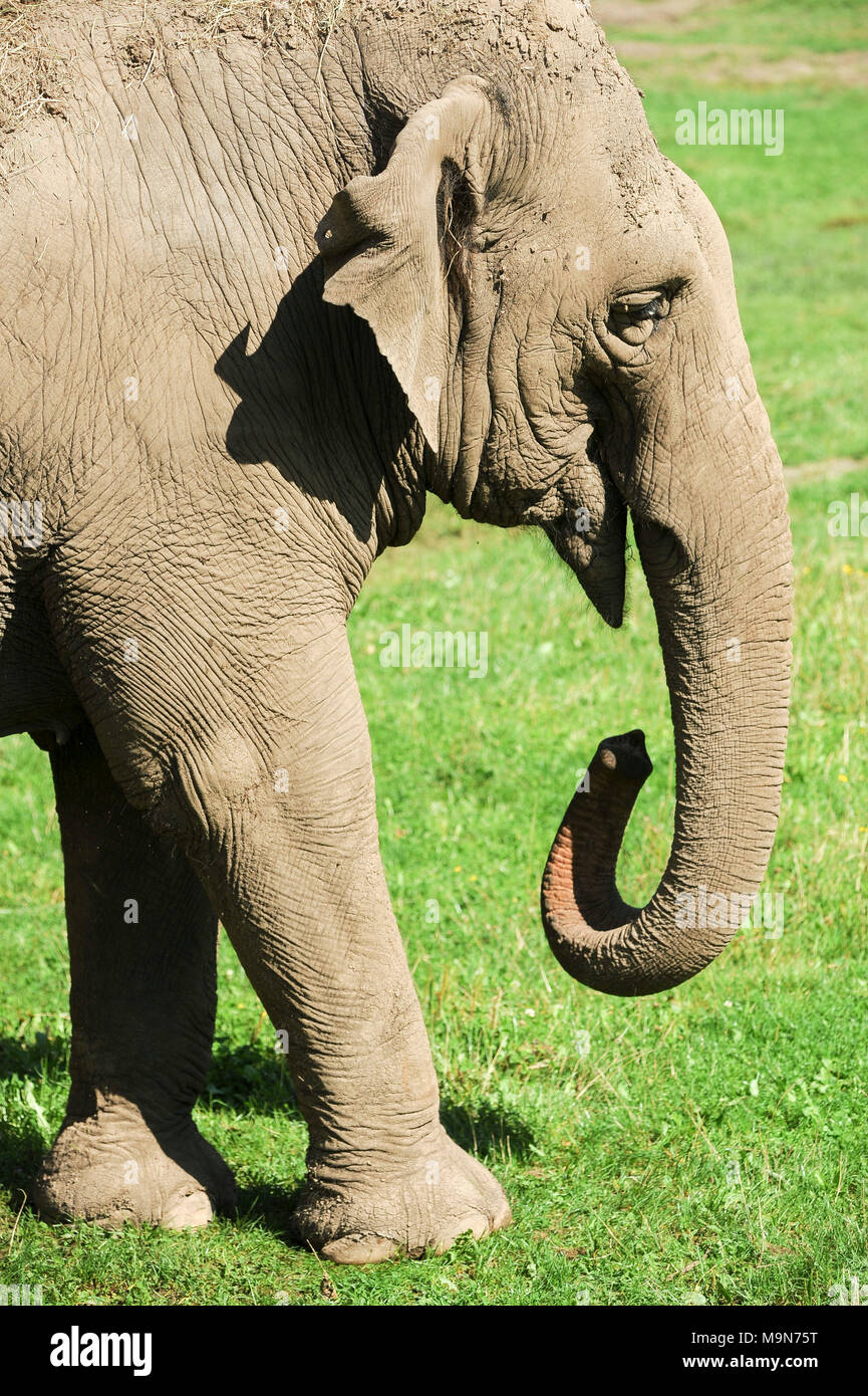 Asian elephant (Elephas maximus) in Givskud Zoo in Givskud, Denmark ...