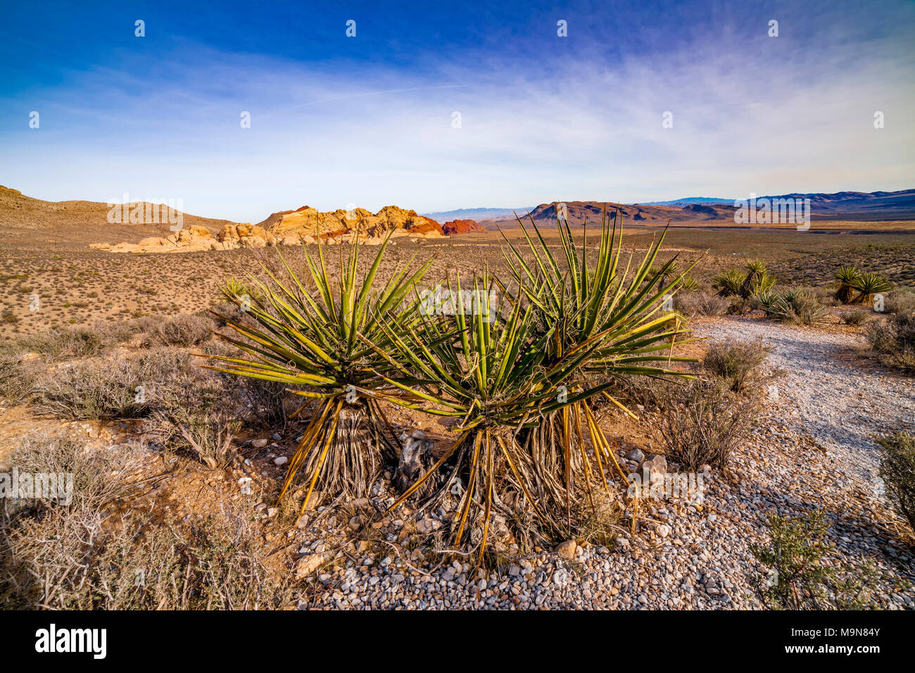 Arid parkland habitat hi-res stock photography and images - Alamy