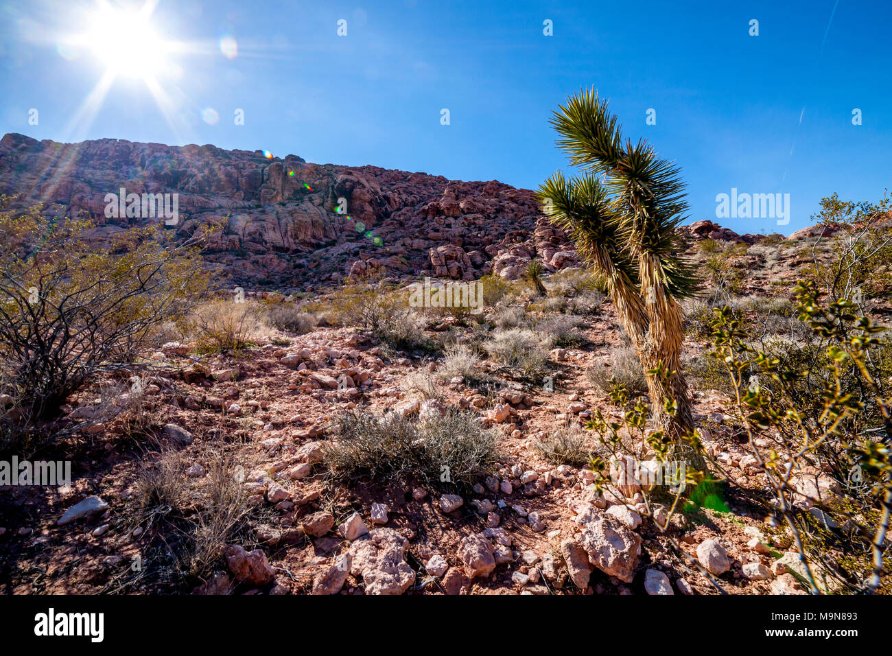 Red Rock Canyon in the Mojave desert, Navada, U.S.A Stock Photo - Alamy