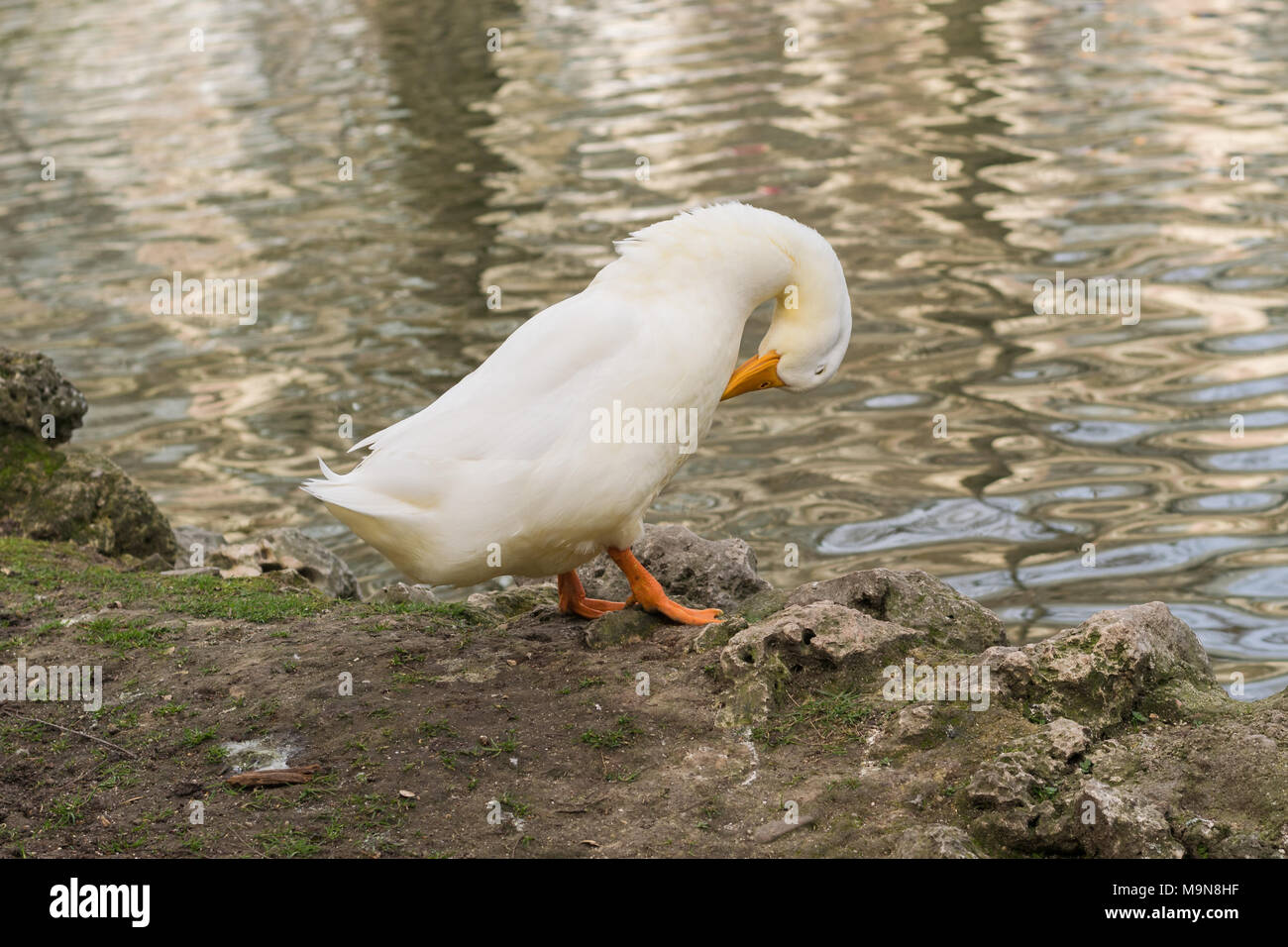 Thick Goose scratching with its beak at a pond Stock Photo - Alamy