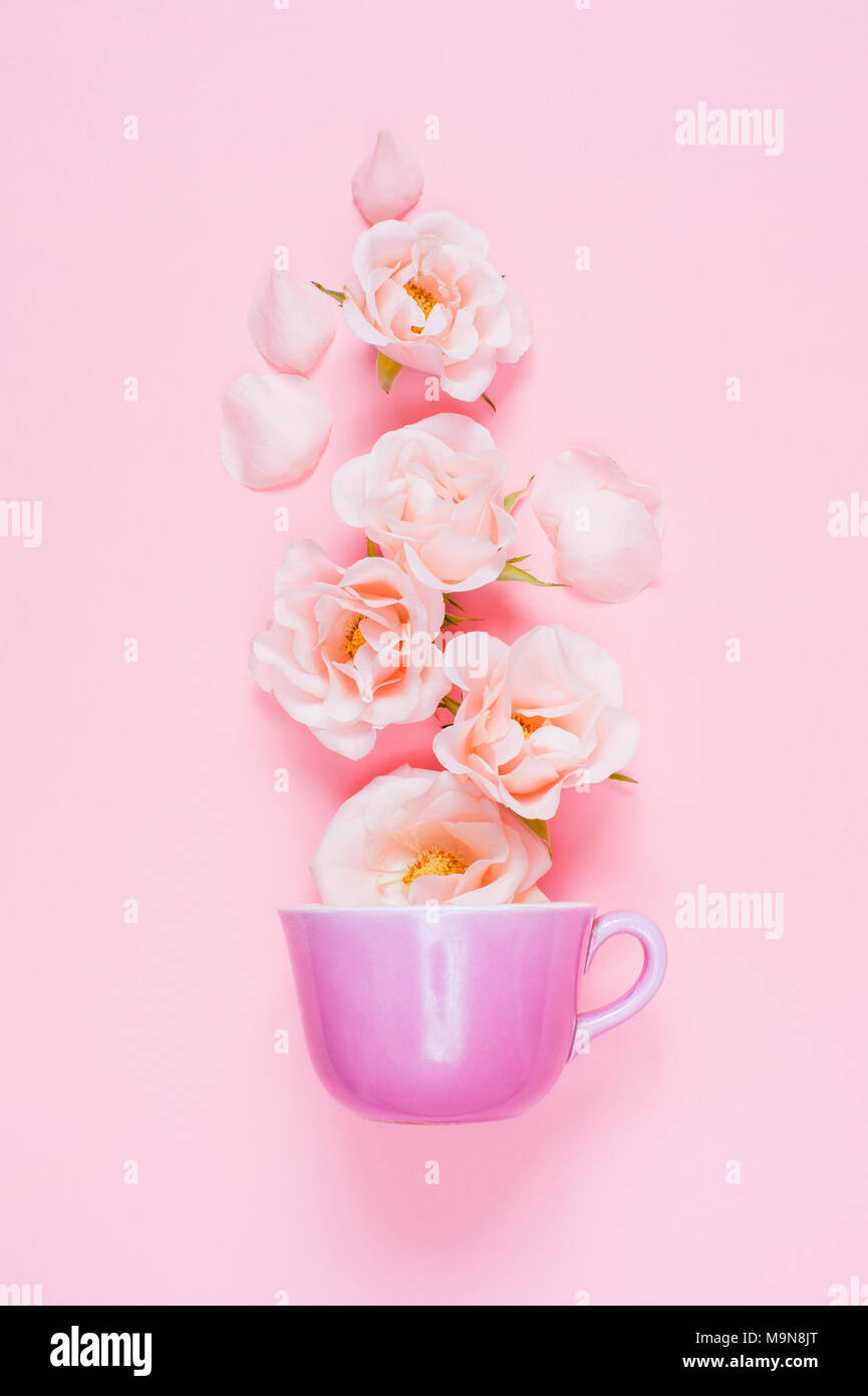 Light pink tea rose hi-res stock photography and images - Alamy