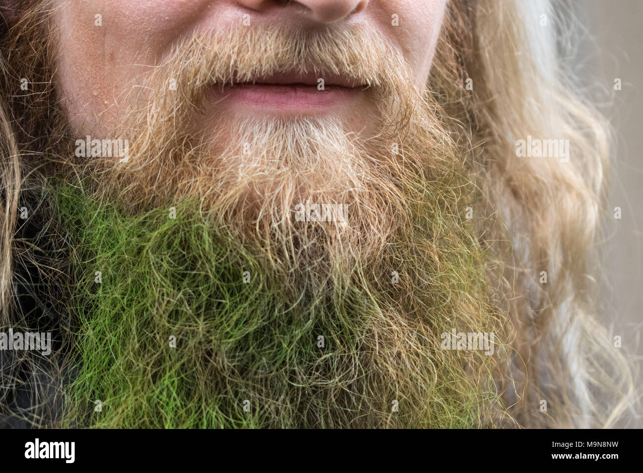 Close up of a green coloured beard, carnival in Cologne, Germany Stock ...