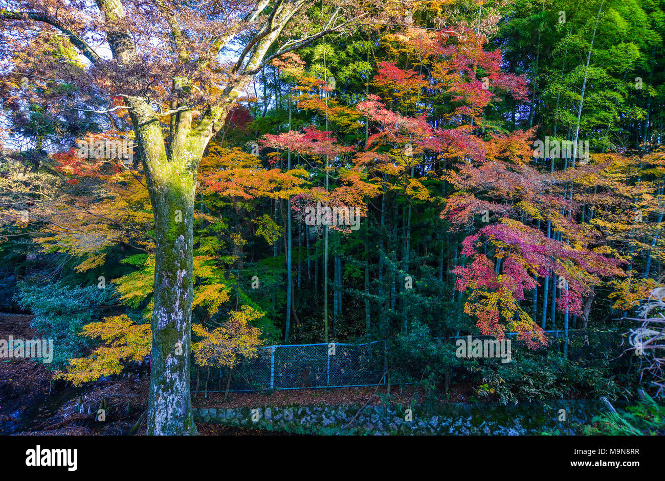 Bamboo grove japan sunrise hi-res stock photography and images - Alamy