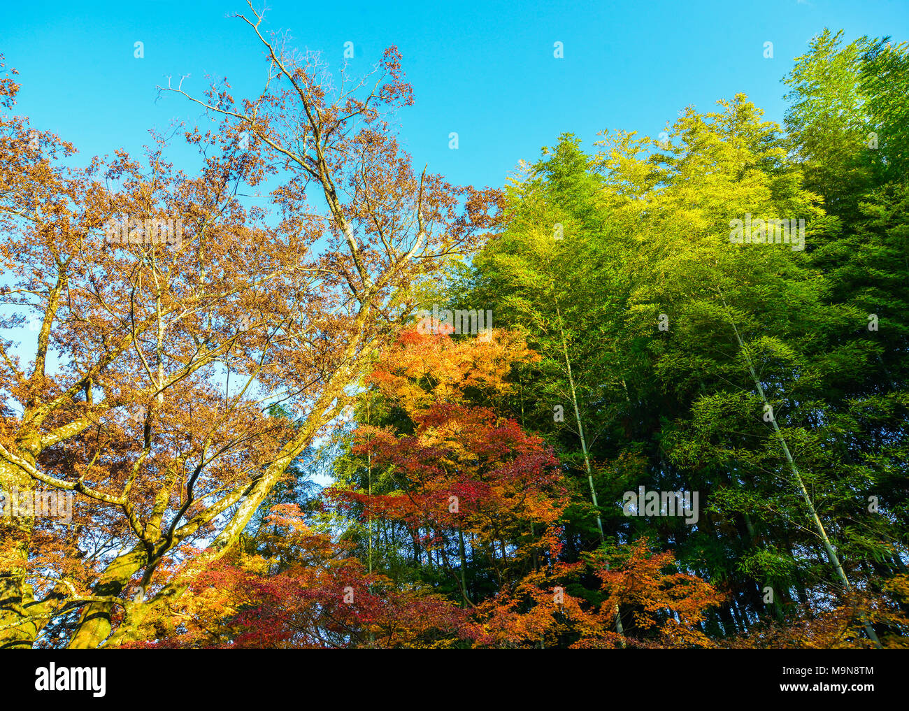 Colorful trees with bamboo grove in autumn day Stock Photo - Alamy