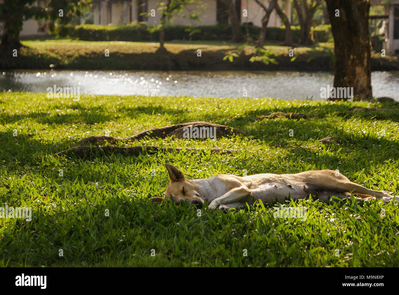 Sleeping under the tree hi-res stock photography and images - Alamy