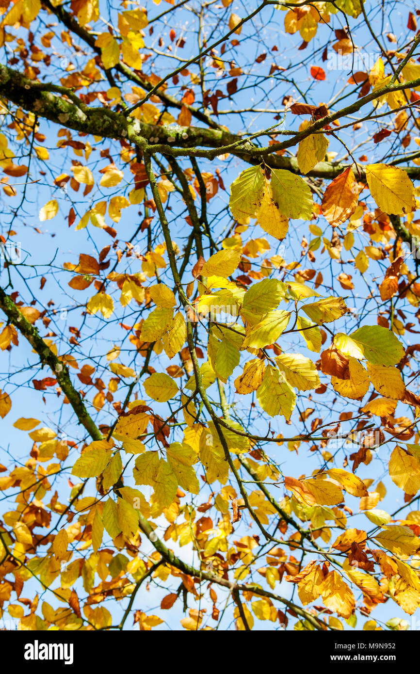 Sunny texture hi-res stock photography and images - Alamy