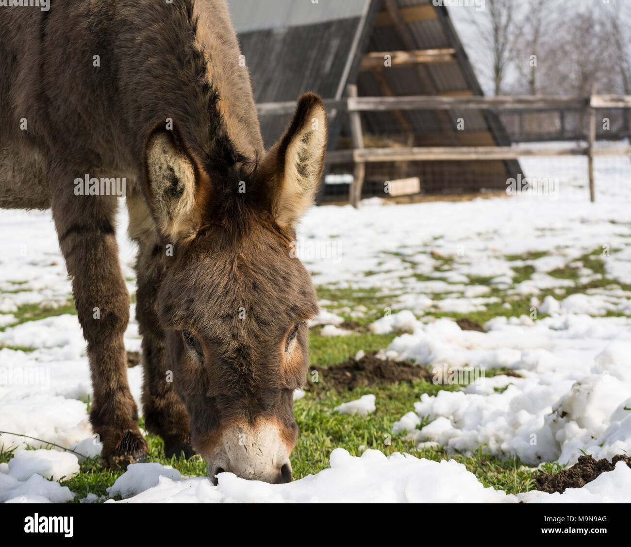 portrait of donkey, head closeup Stock Photo - Alamy