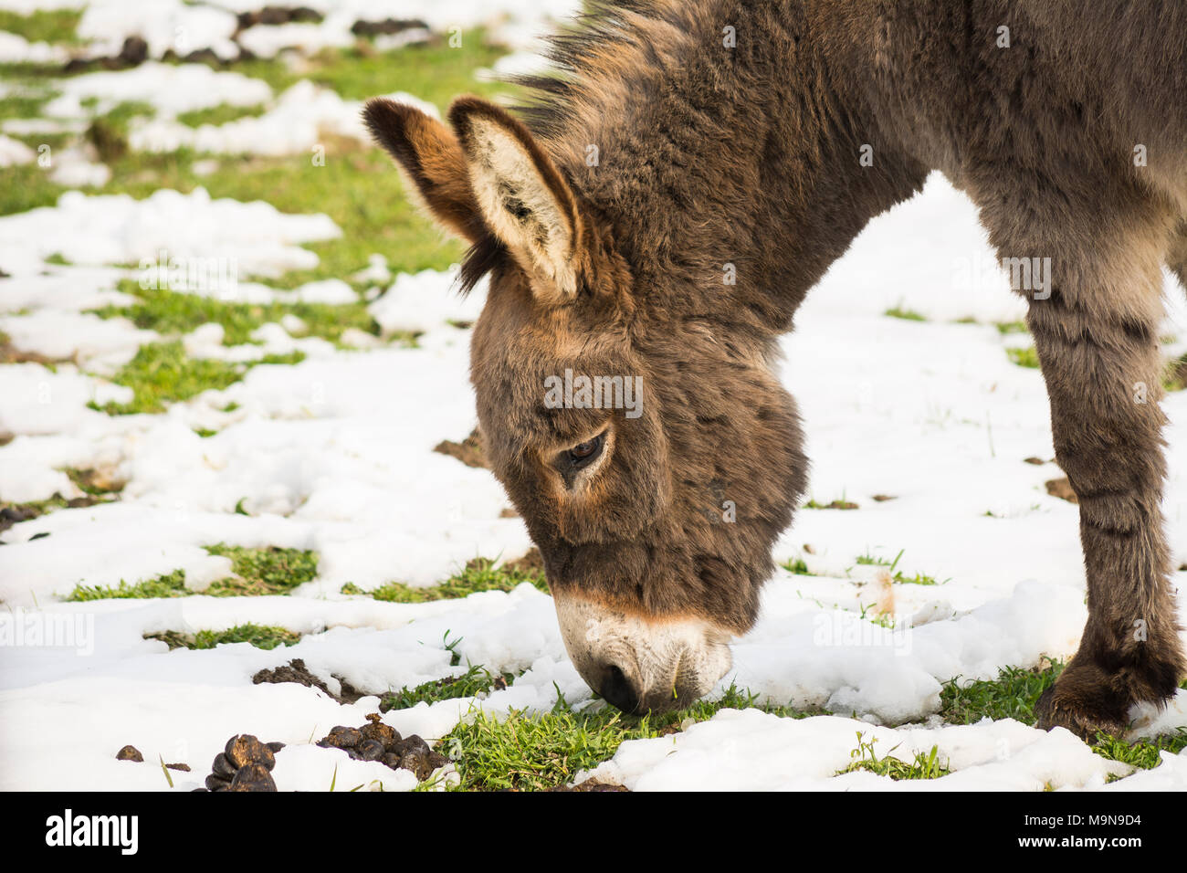 portrait of donkey, head closeup Stock Photo - Alamy