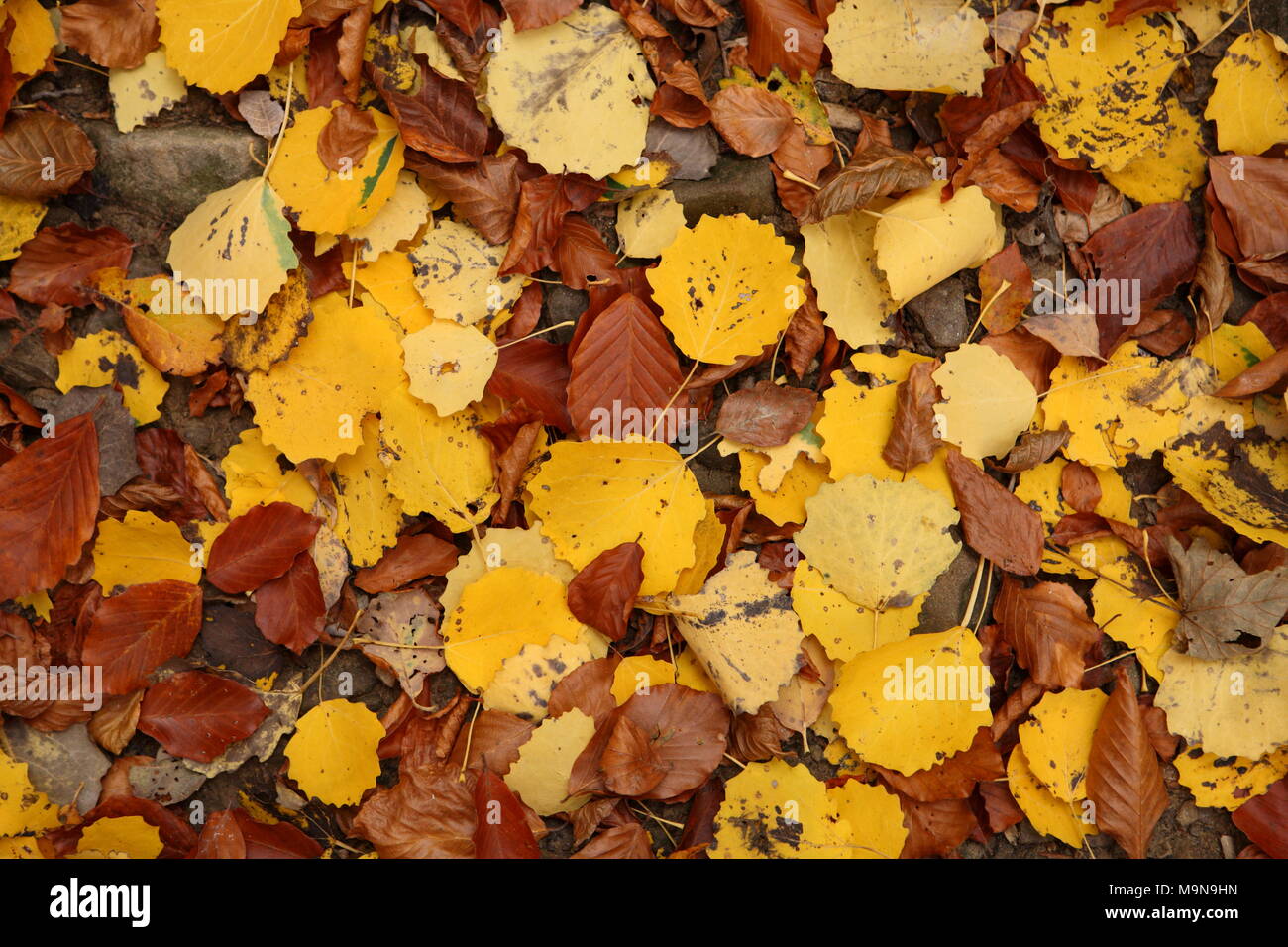 Autumn leaves of beech and aspen hi-res stock photography and images ...