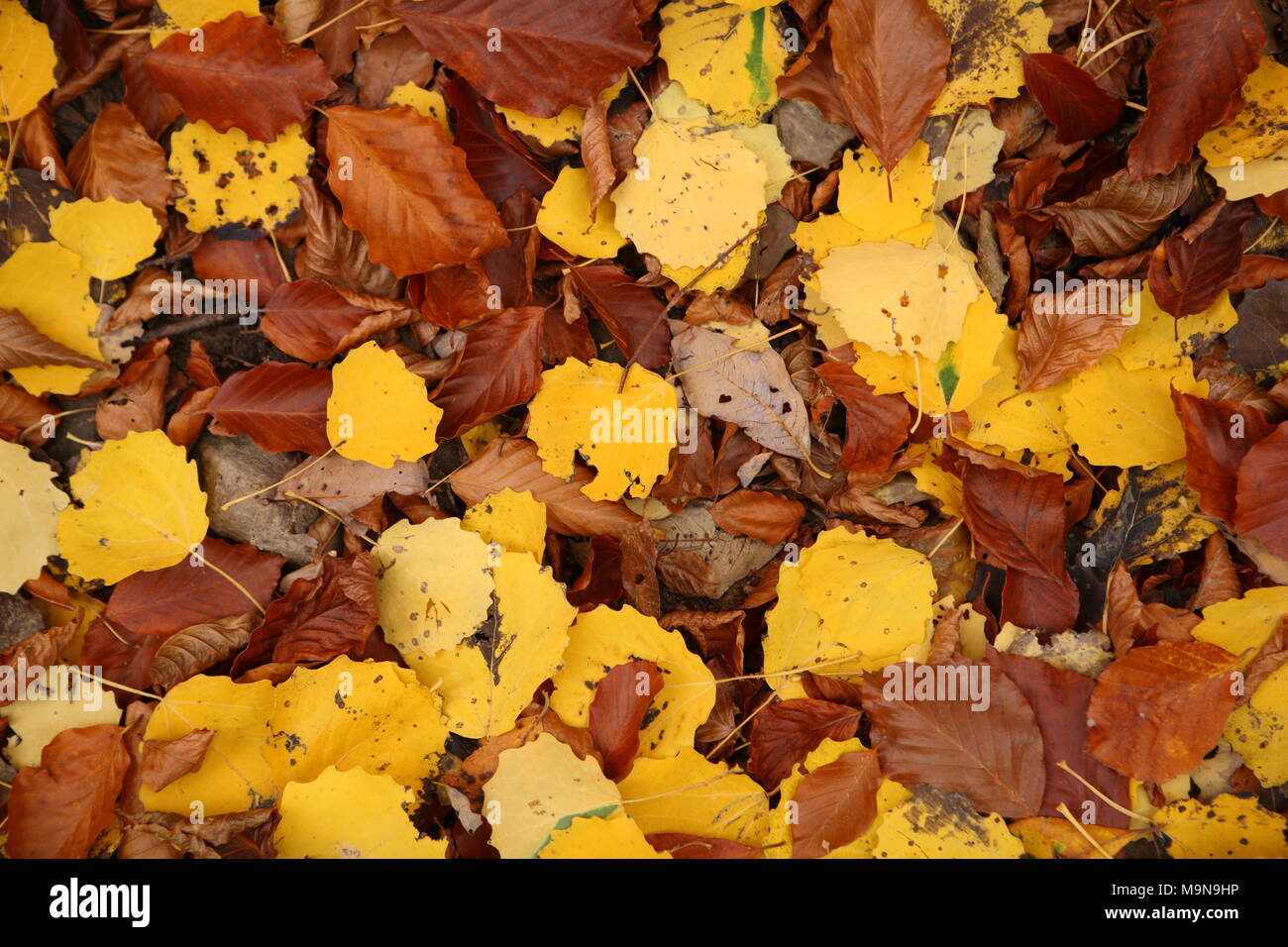 Natural texture of beech leaves and aspen Stock Photo - Alamy