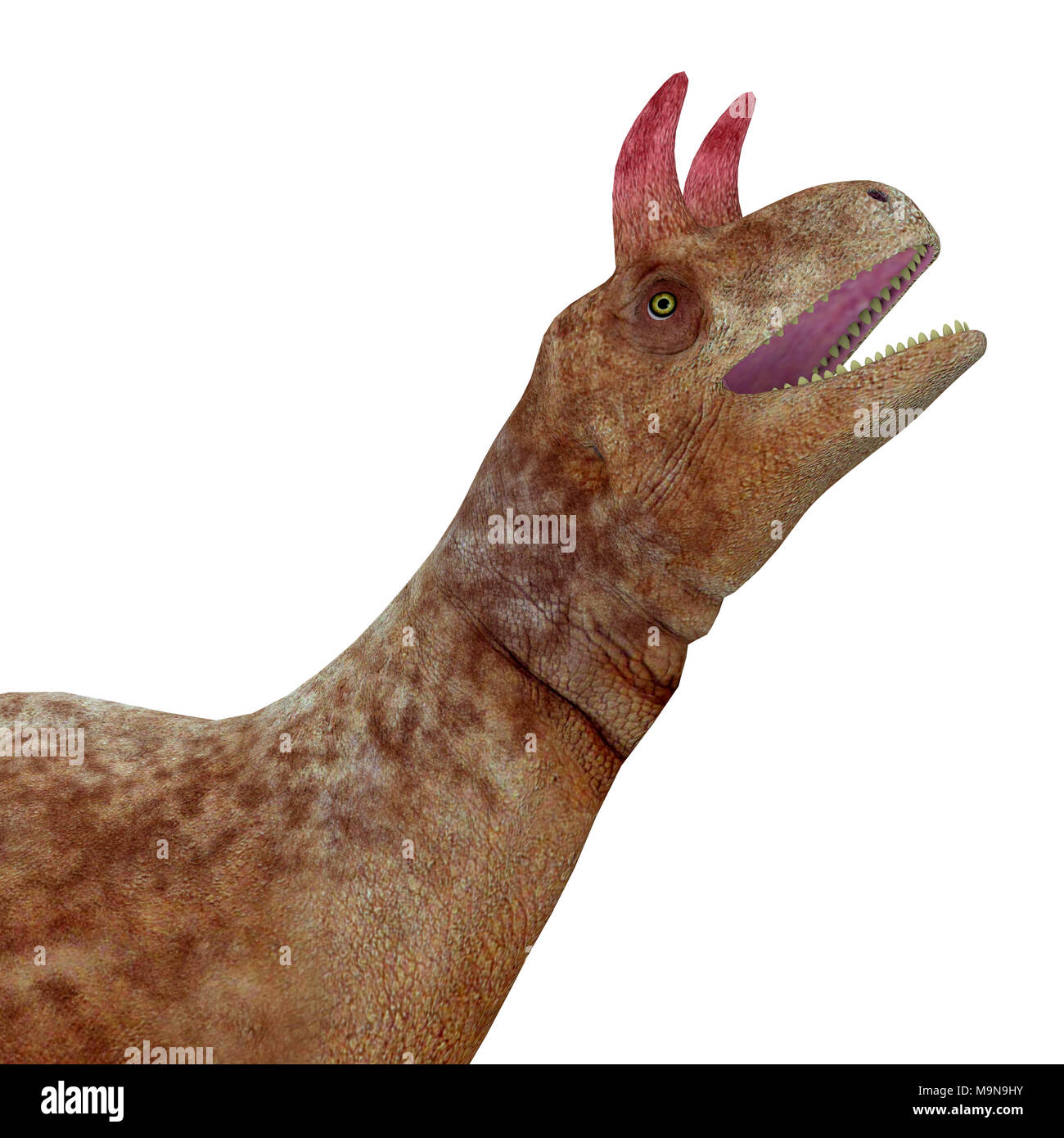 Diapsid lizard hi-res stock photography and images - Alamy