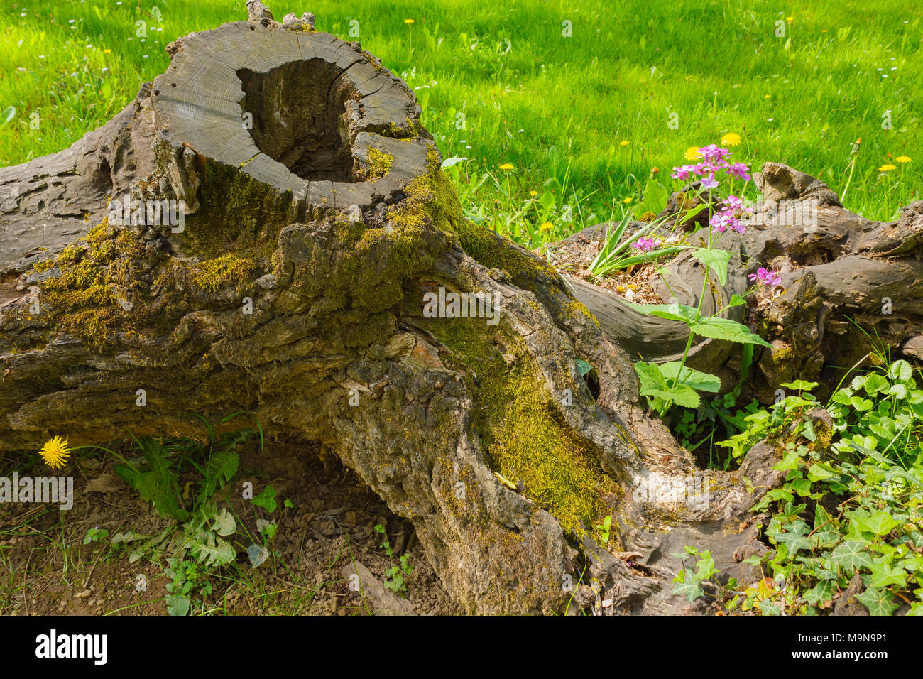 a tree trunk protects with its roots two isolated florets /a tree trunk ...