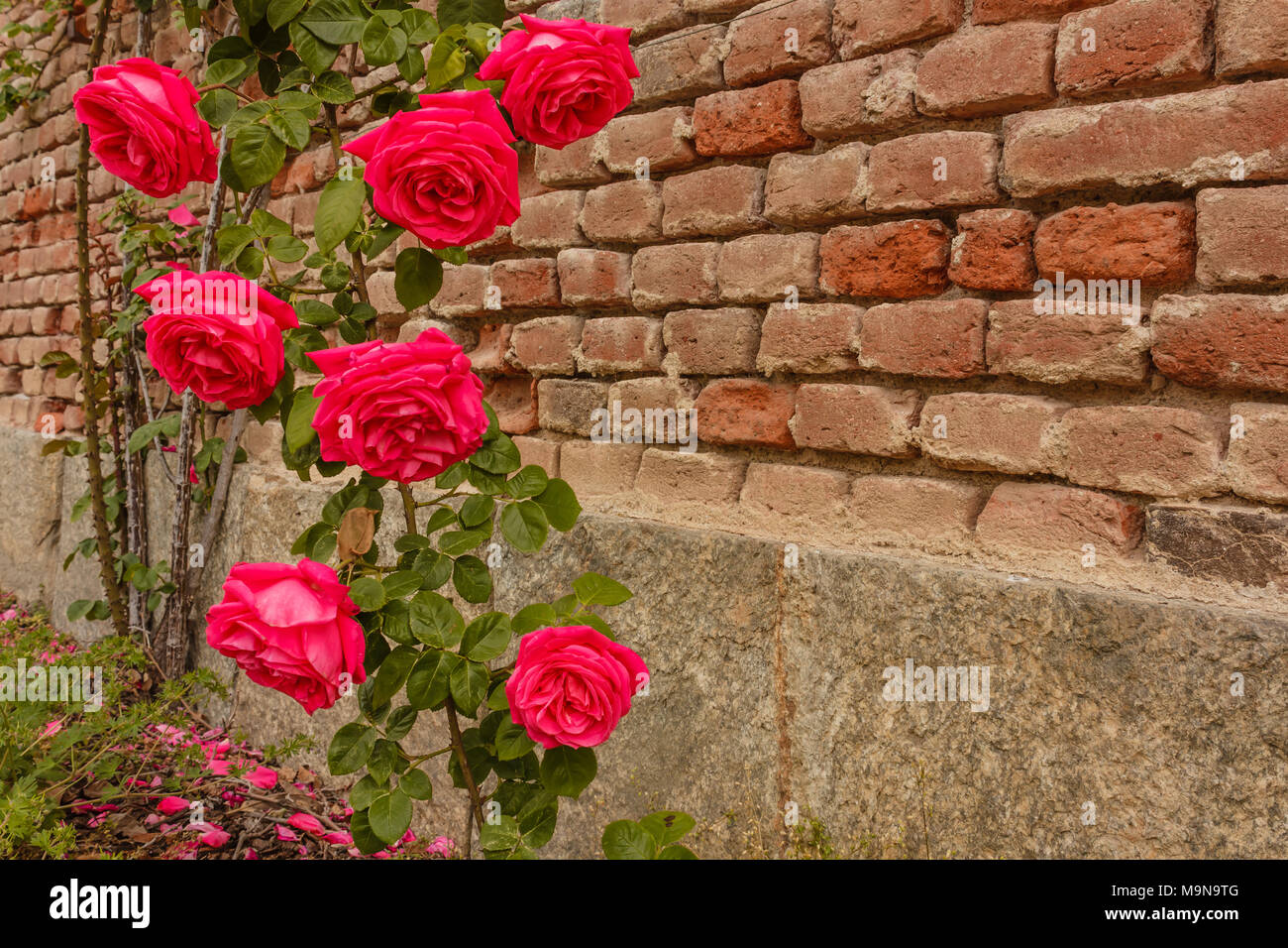 an explosion of blooming coloured roses Stock Photo - Alamy