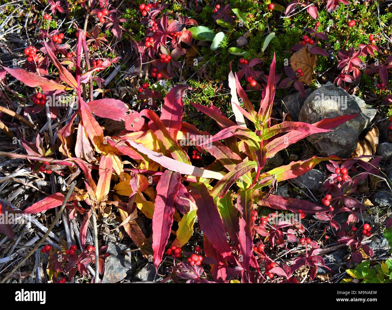 Beautiful Ground Covering Stock Photo - Alamy