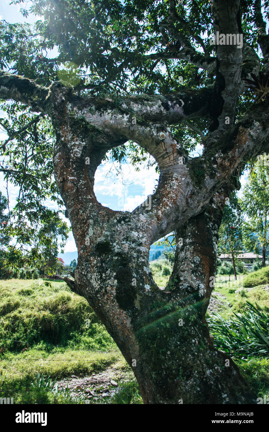 Strange tree with trunk in a circular shape Stock Photo - Alamy