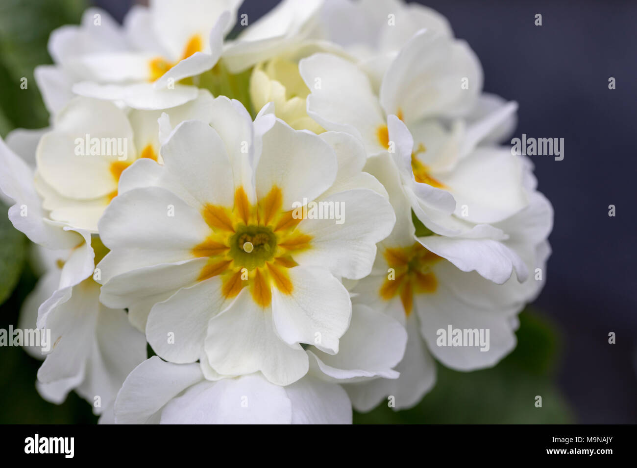 Showstopper bloom hi-res stock photography and images - Alamy