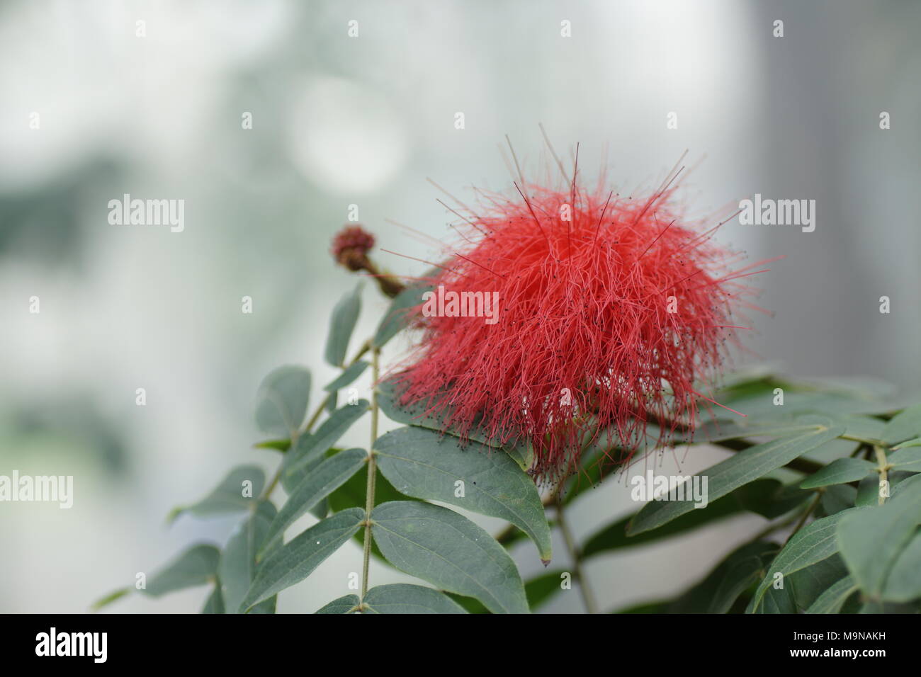 Calliandra plant hi-res stock photography and images - Alamy