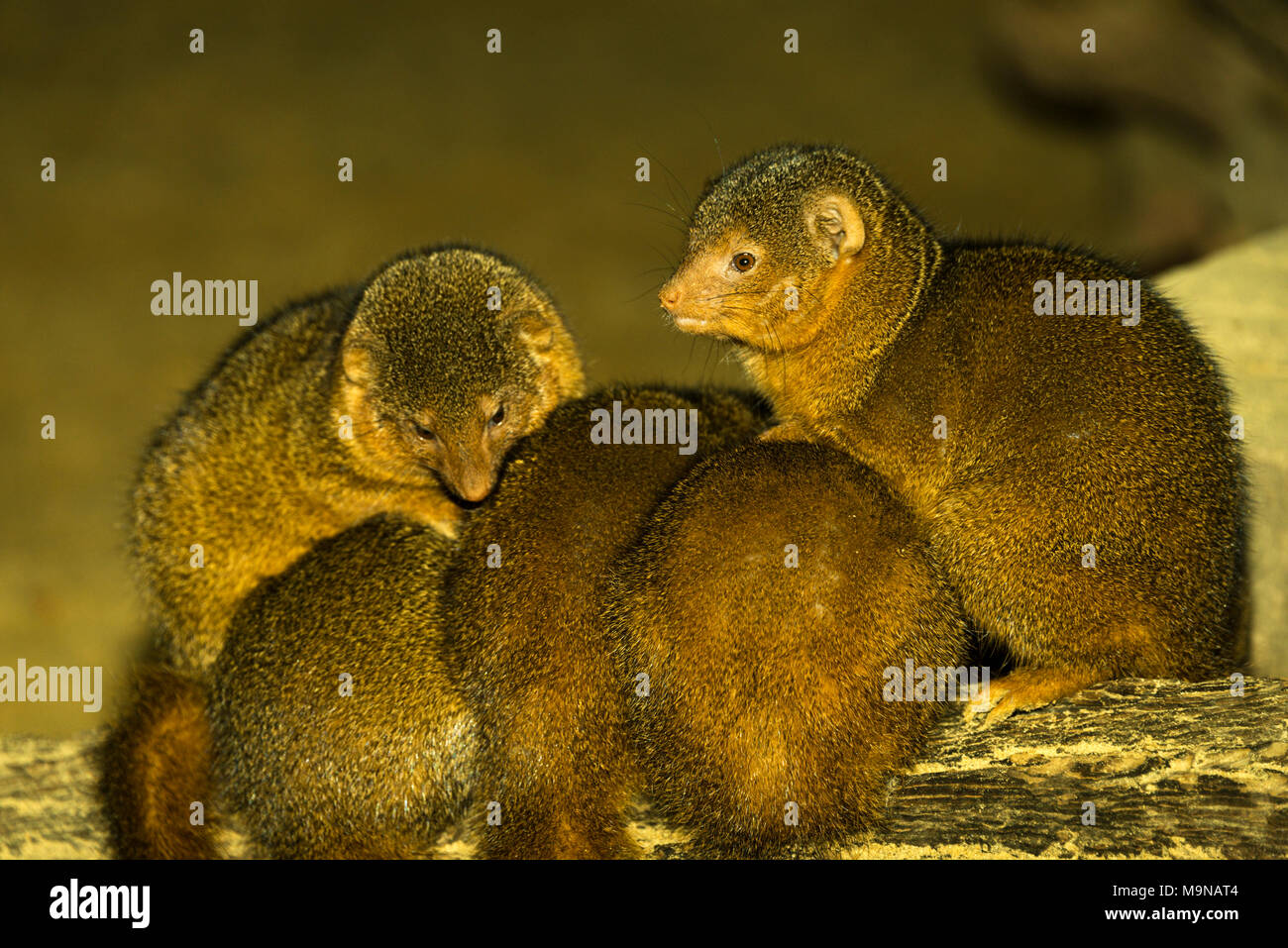 Dwarf Mongoose (Helogale parvula) family cuddling Stock Photo - Alamy