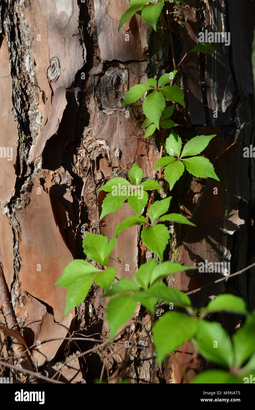 Hotel and nature contrast hi-res stock photography and images - Alamy