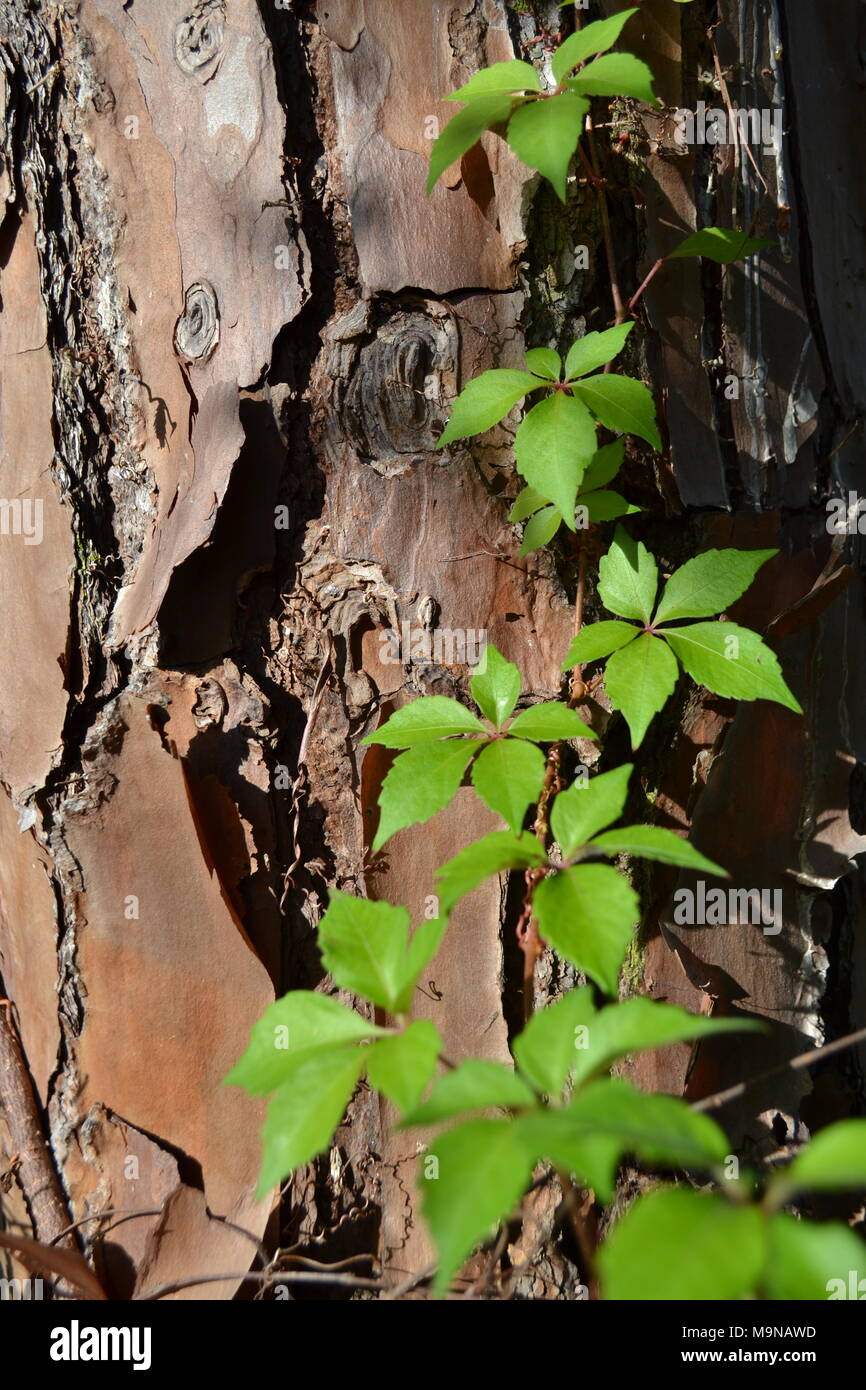 Hotel and nature contrast hi-res stock photography and images - Alamy