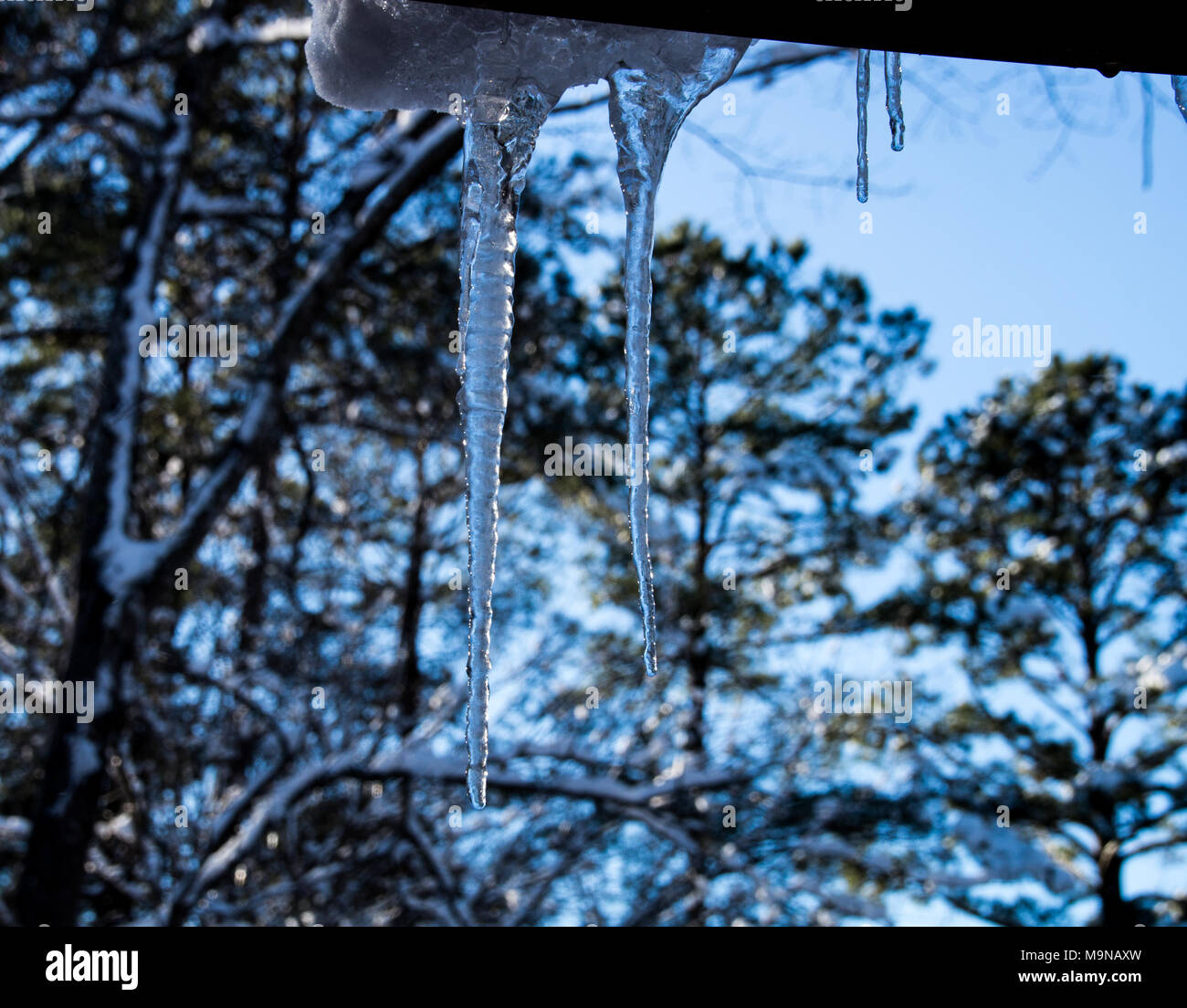 Beautiful crystal ice trees hi-res stock photography and images - Alamy