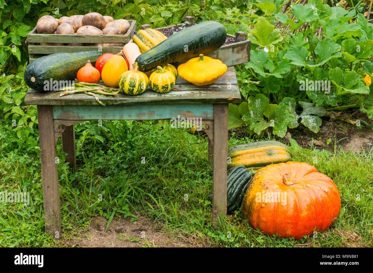 assorted fresh vegetables for sale including pumpkin squash marrow and ...