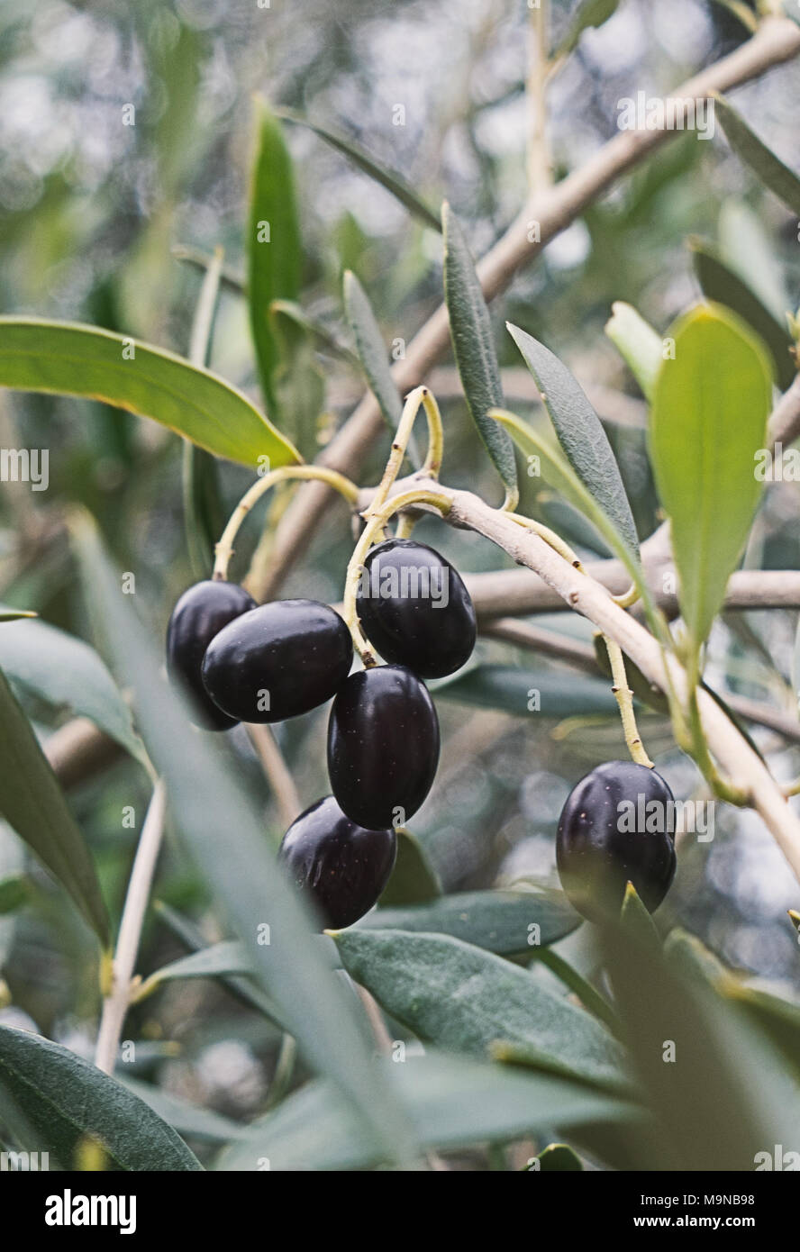 Close up branch of olives tree and black ripe olives Stock Photo - Alamy