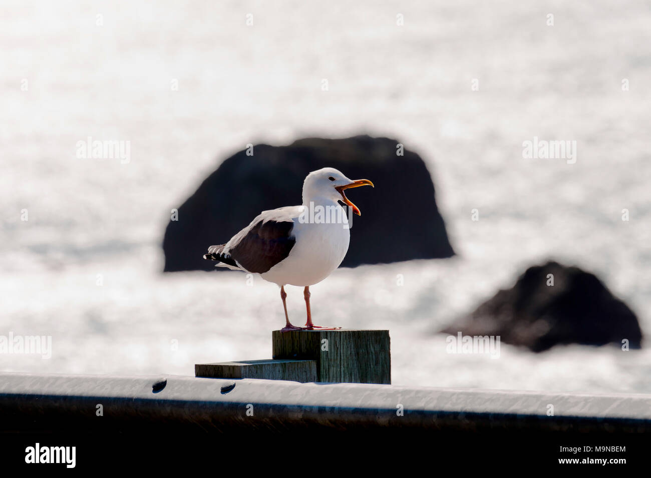 Bird speaking hi-res stock photography and images - Alamy