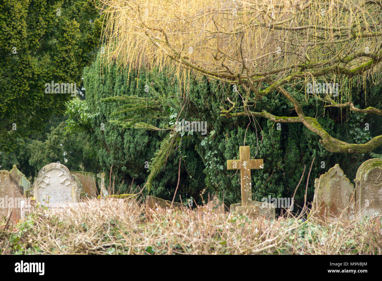 English Graveyard with willow hanging over tombstones and park bench ...