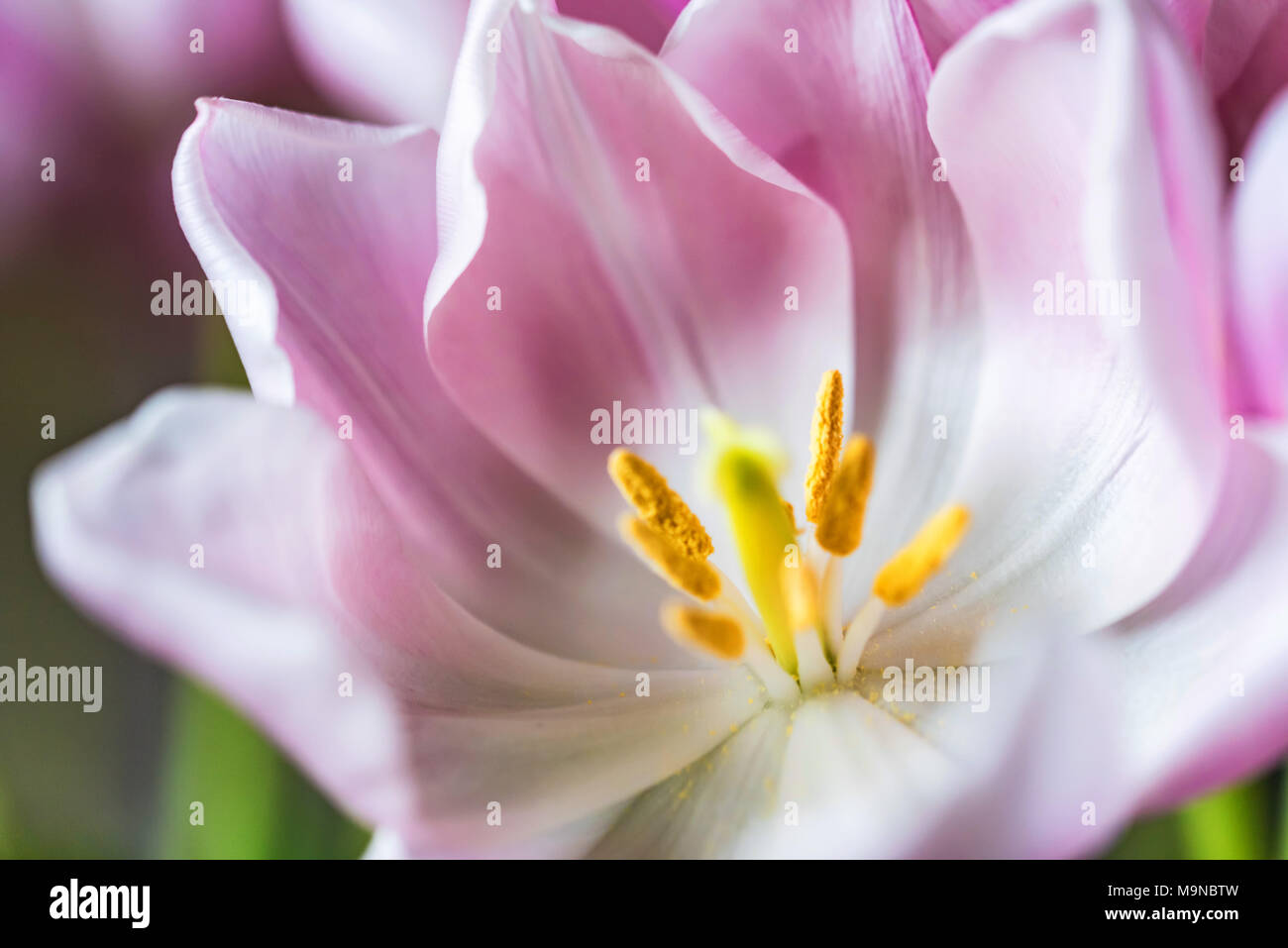 Middle beautiful pink tulip hi-res stock photography and images - Alamy