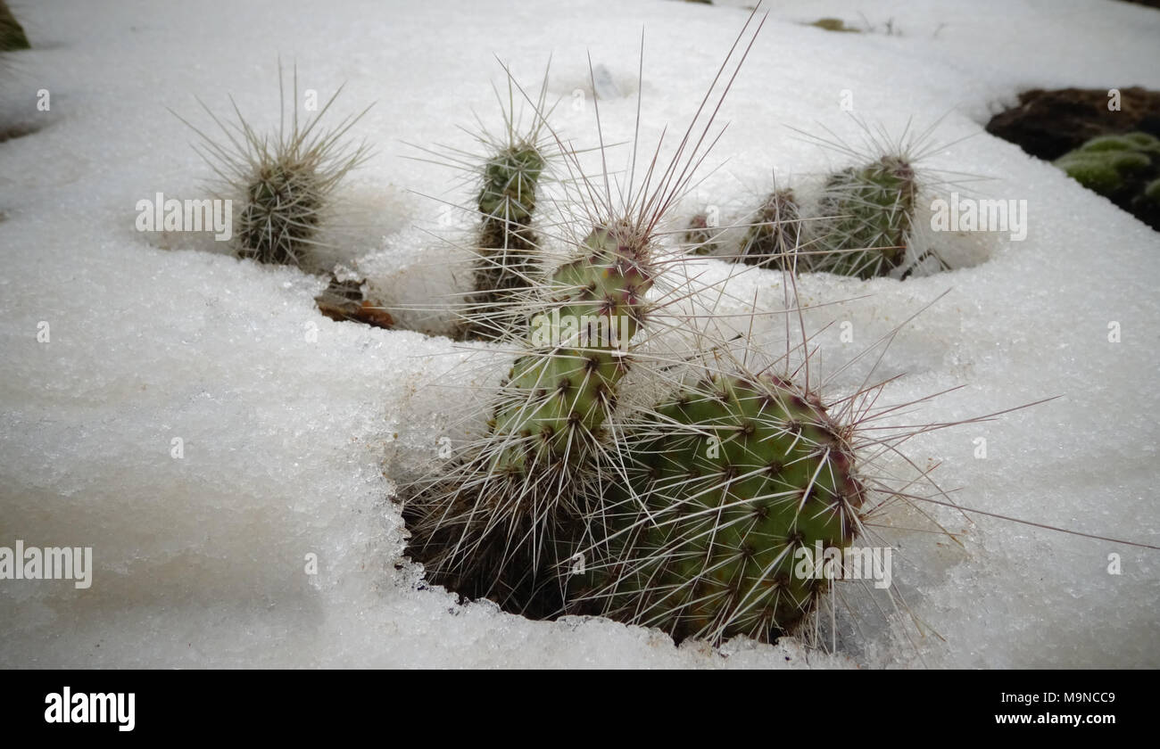 Hibernating plants hi-res stock photography and images - Alamy