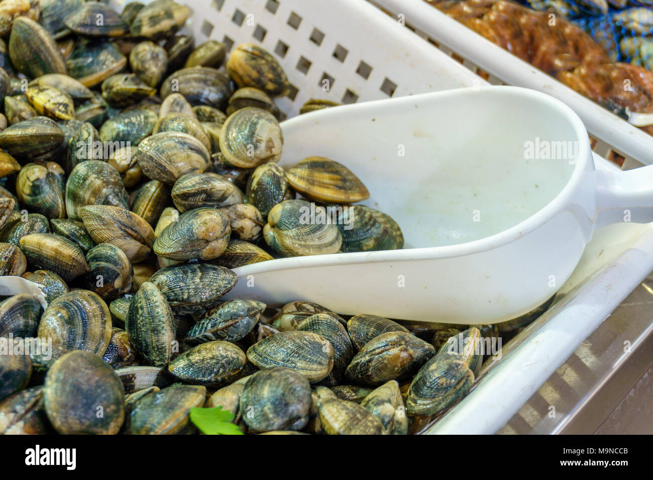 Seafood Cockleshells or shells scallops with white scoop on the market ...