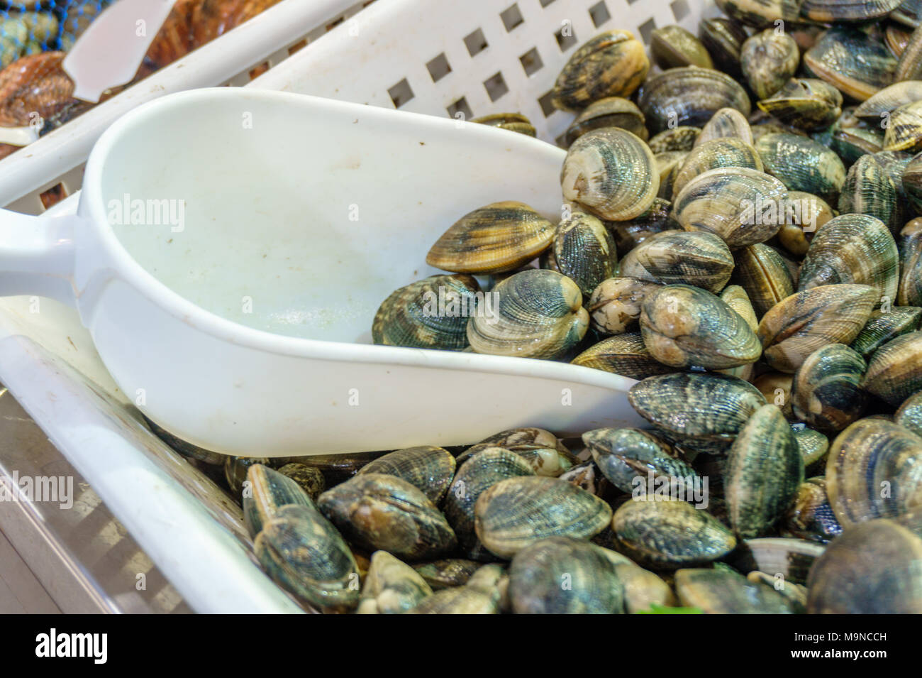 Seafood Cockleshells or shells scallops with white scoop on the market ...