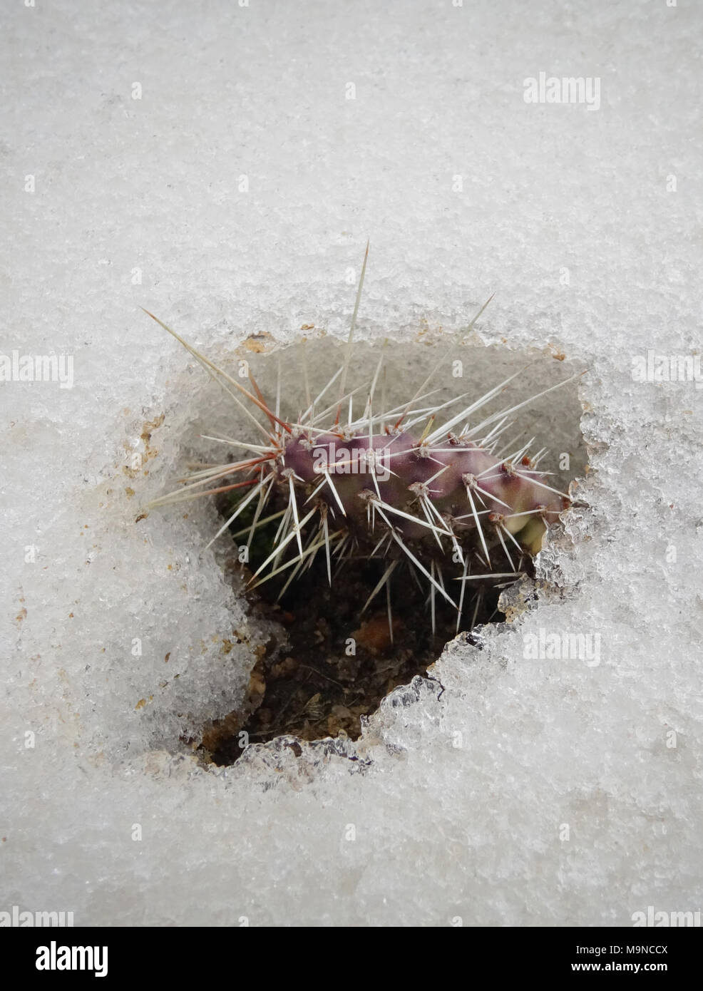 Hibernating plants hi-res stock photography and images - Alamy