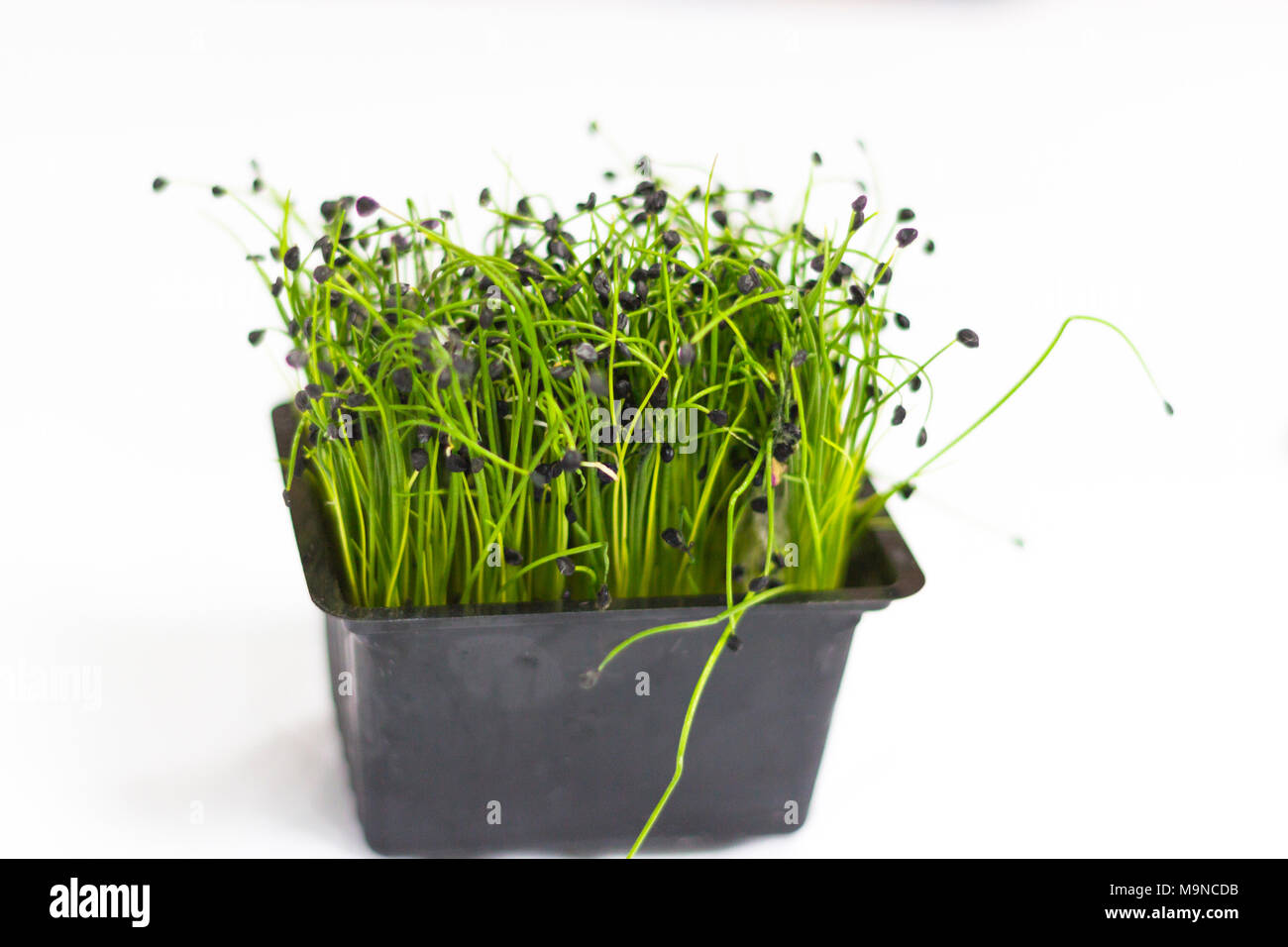 Micro sustainability hi-res stock photography and images - Alamy