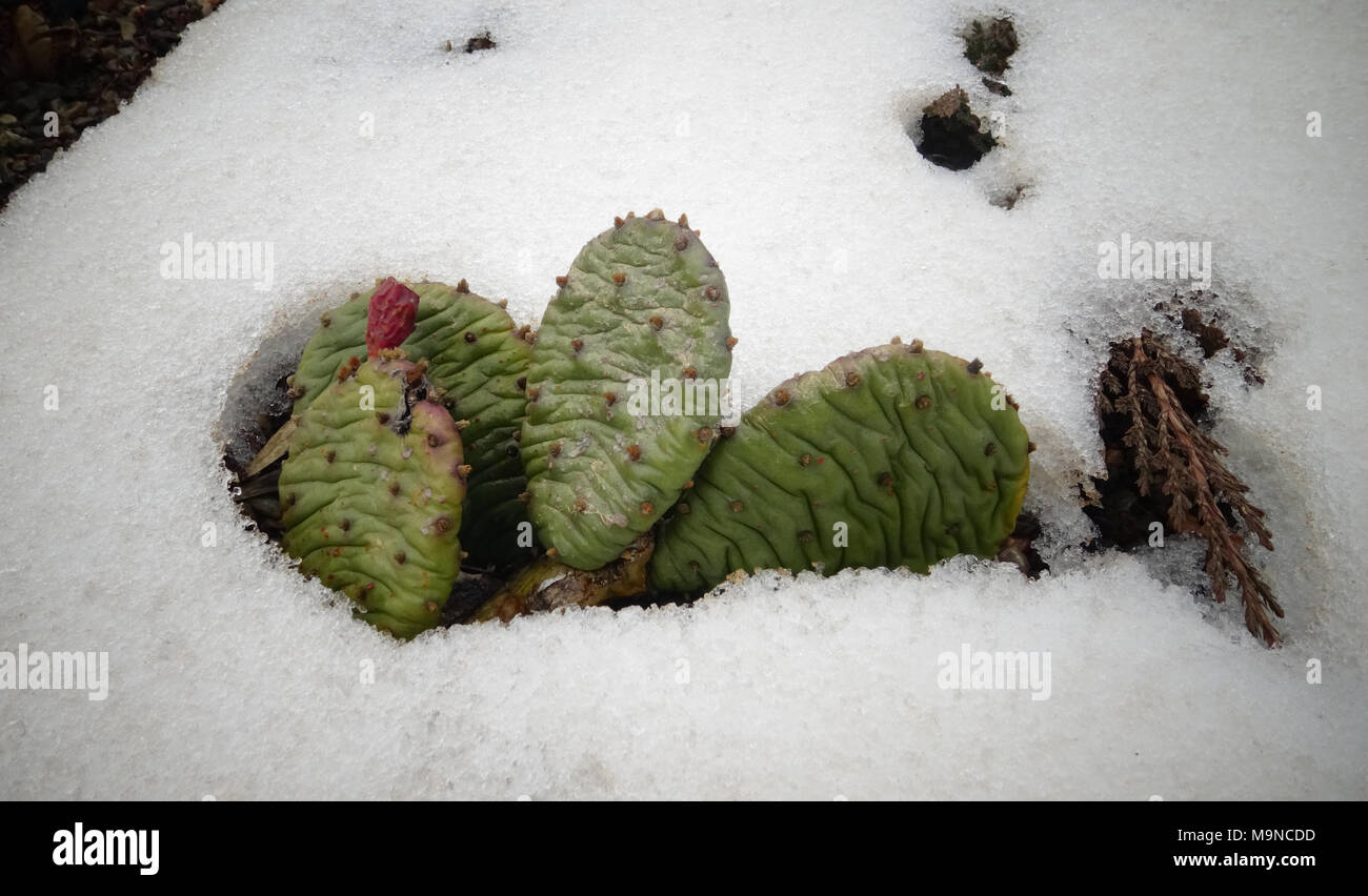 Hibernating plants hi-res stock photography and images - Alamy