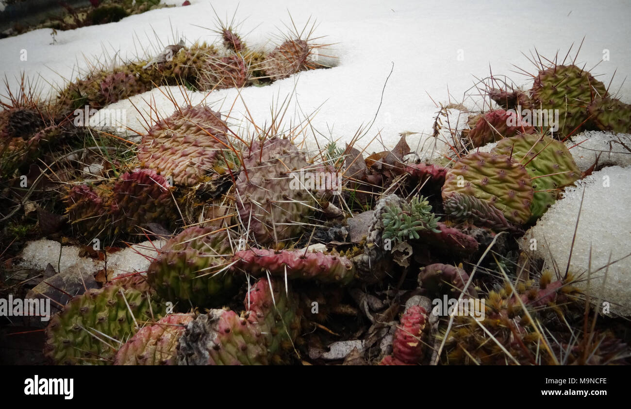 Hibernating in the open ground cacti, in the spring under the snow ...