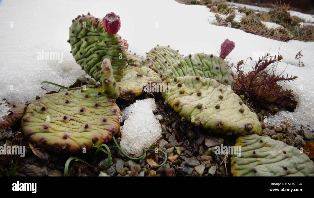 Hibernating in the open ground cacti, in the spring under the snow ...
