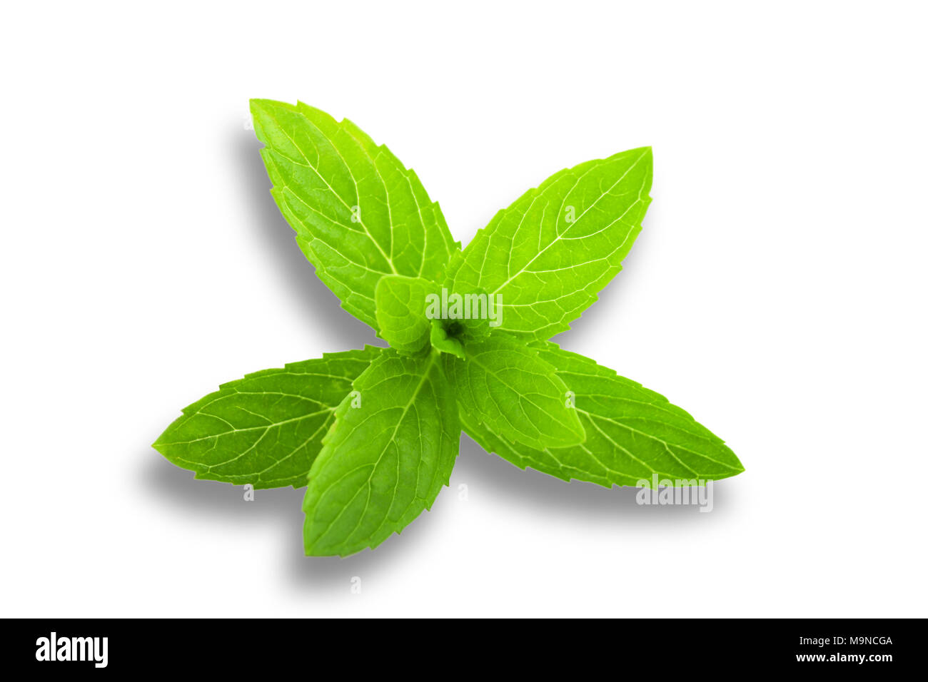 green mint isolated on white background Stock Photo - Alamy