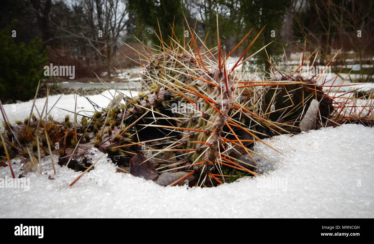 Hibernating plants hi-res stock photography and images - Alamy