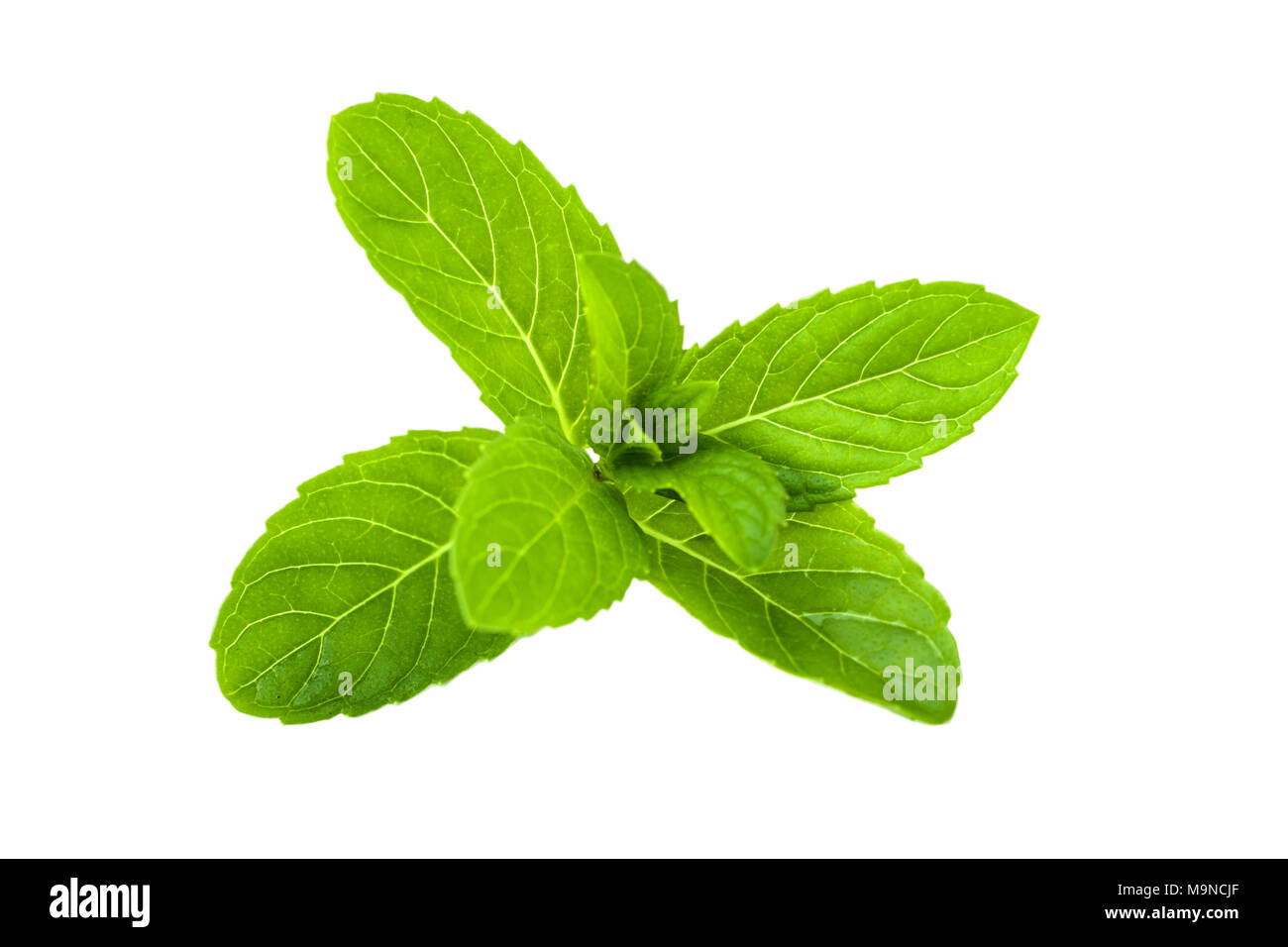 green mint isolated on white background Stock Photo - Alamy